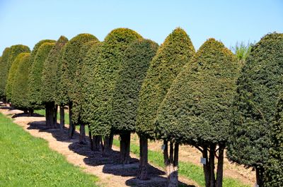 Taxus baccata - Europäische Eibe | Baumschule LvE