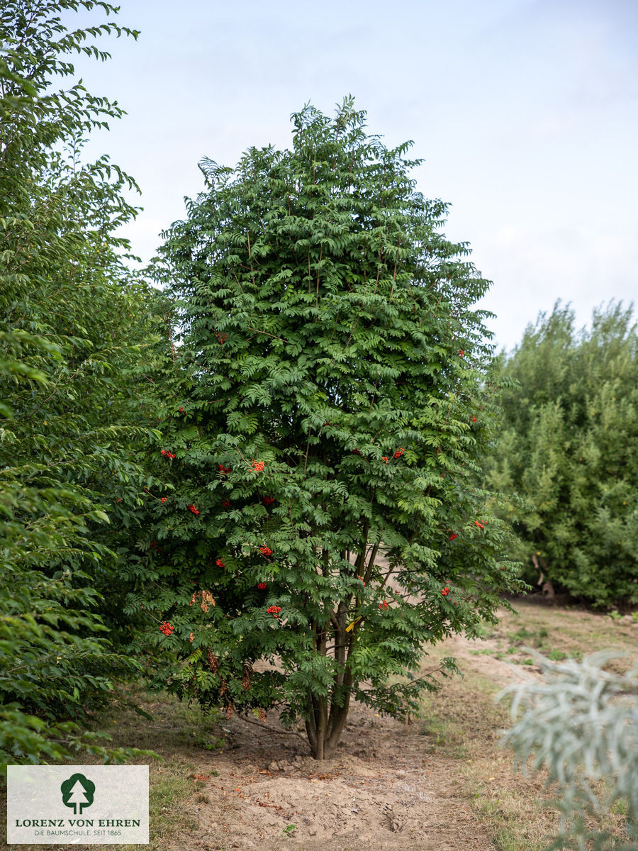 Sorbus aucuparia | Baumschule LvE