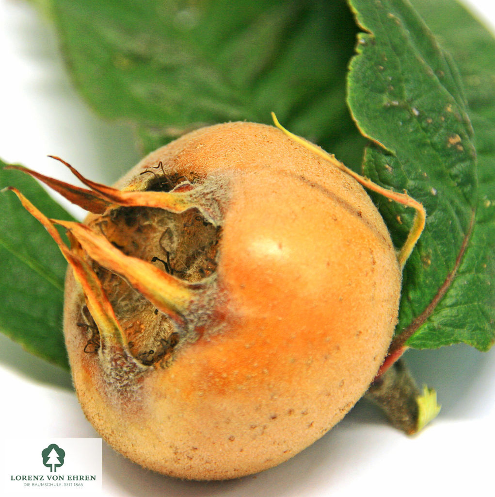 Mespilus germanica | Baumschule LvE