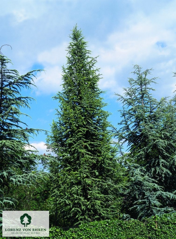 Cedrus: Alle Arten & Sorten
