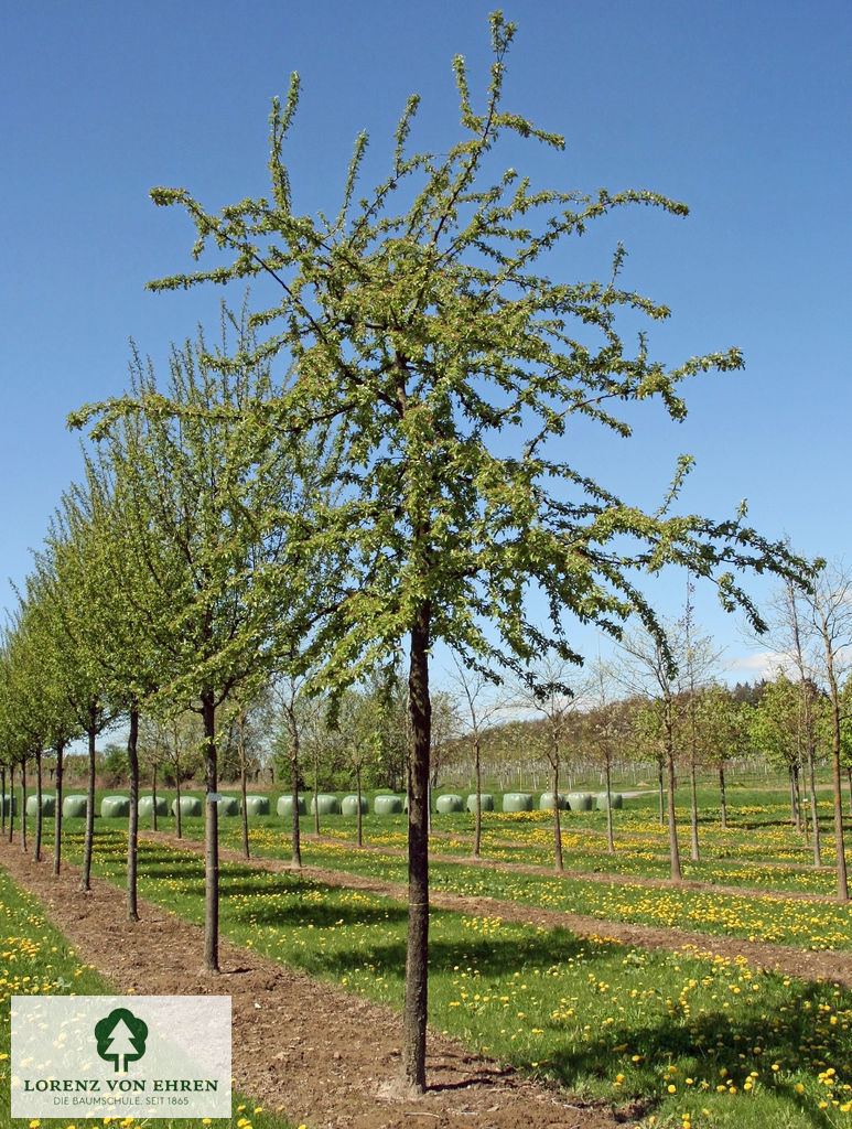 Malus: Alle Sorten & Arten