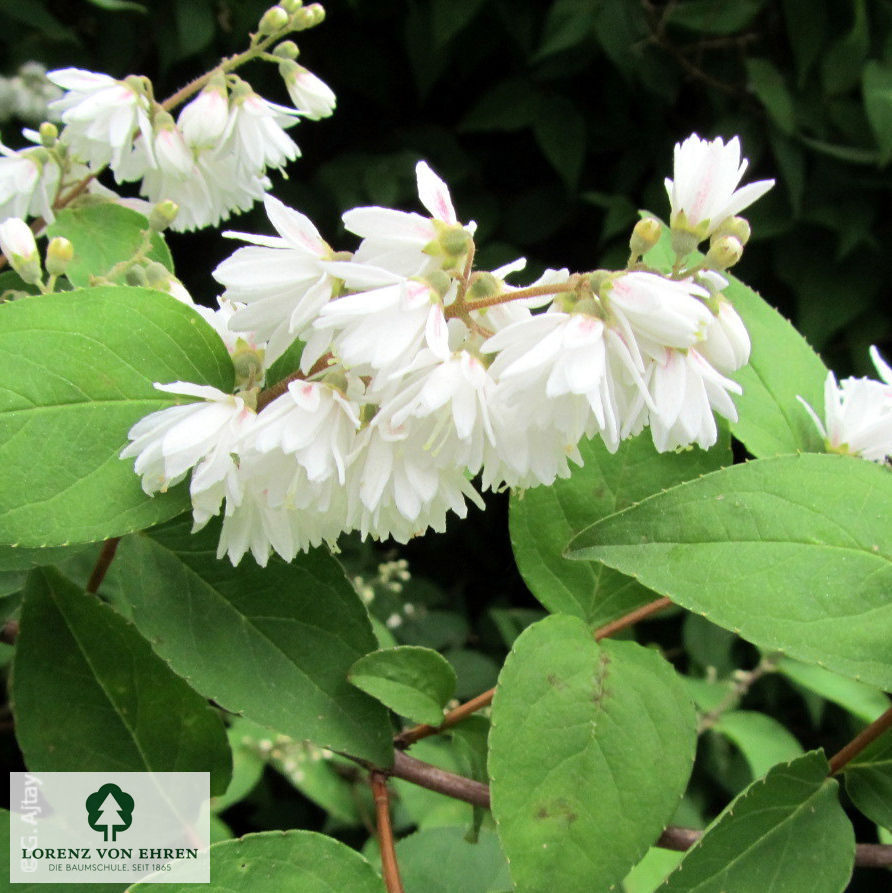 Deutzia scabra 'Plena' | Baumschule LvE