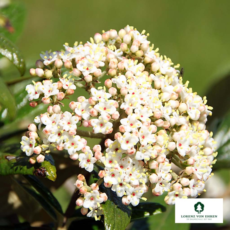 Viburnum: Alle Sorten & Arten