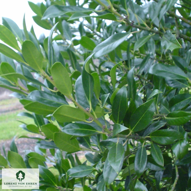Ilex: Alle Sorten & Arten