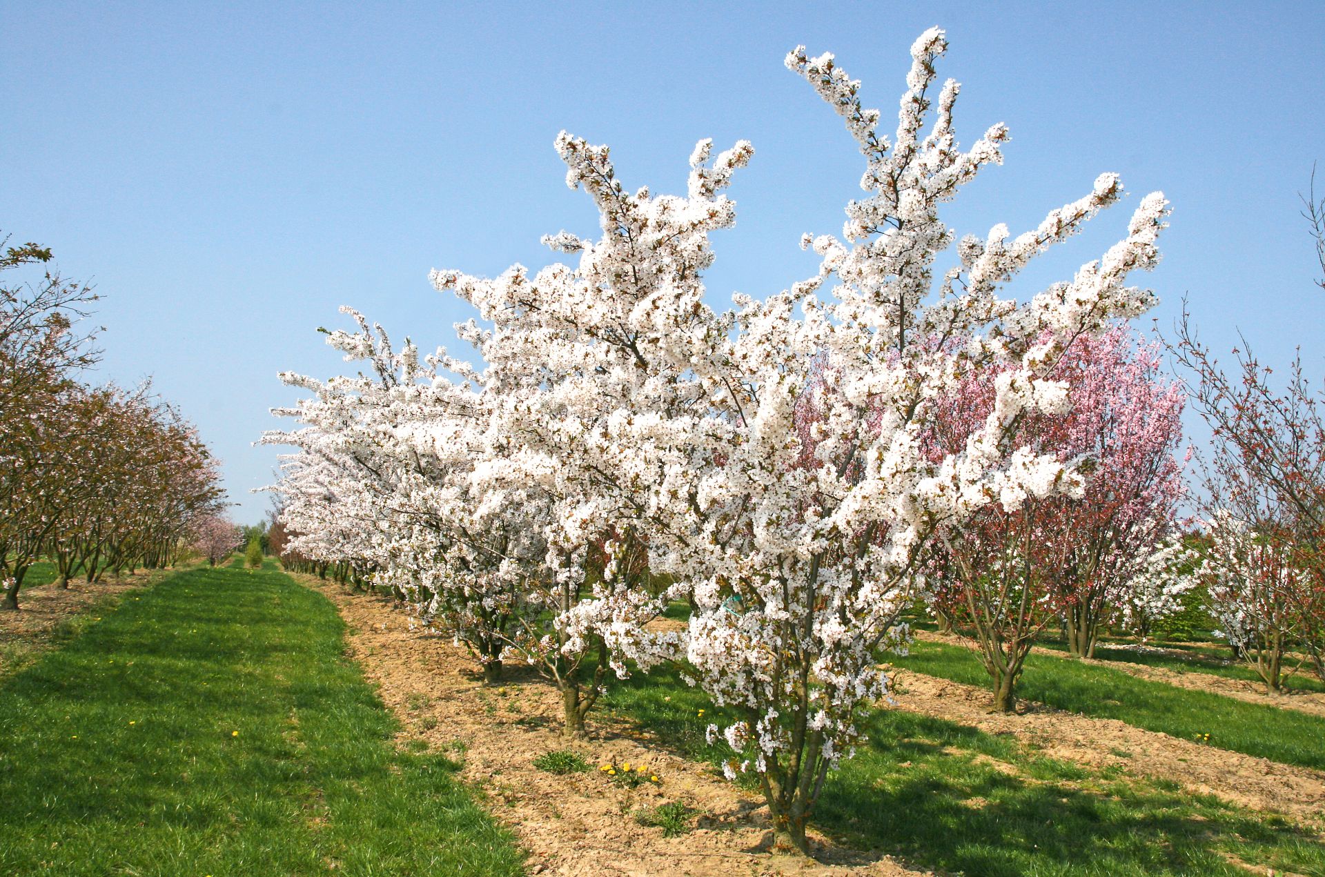 Prunus yedoensis kaufen