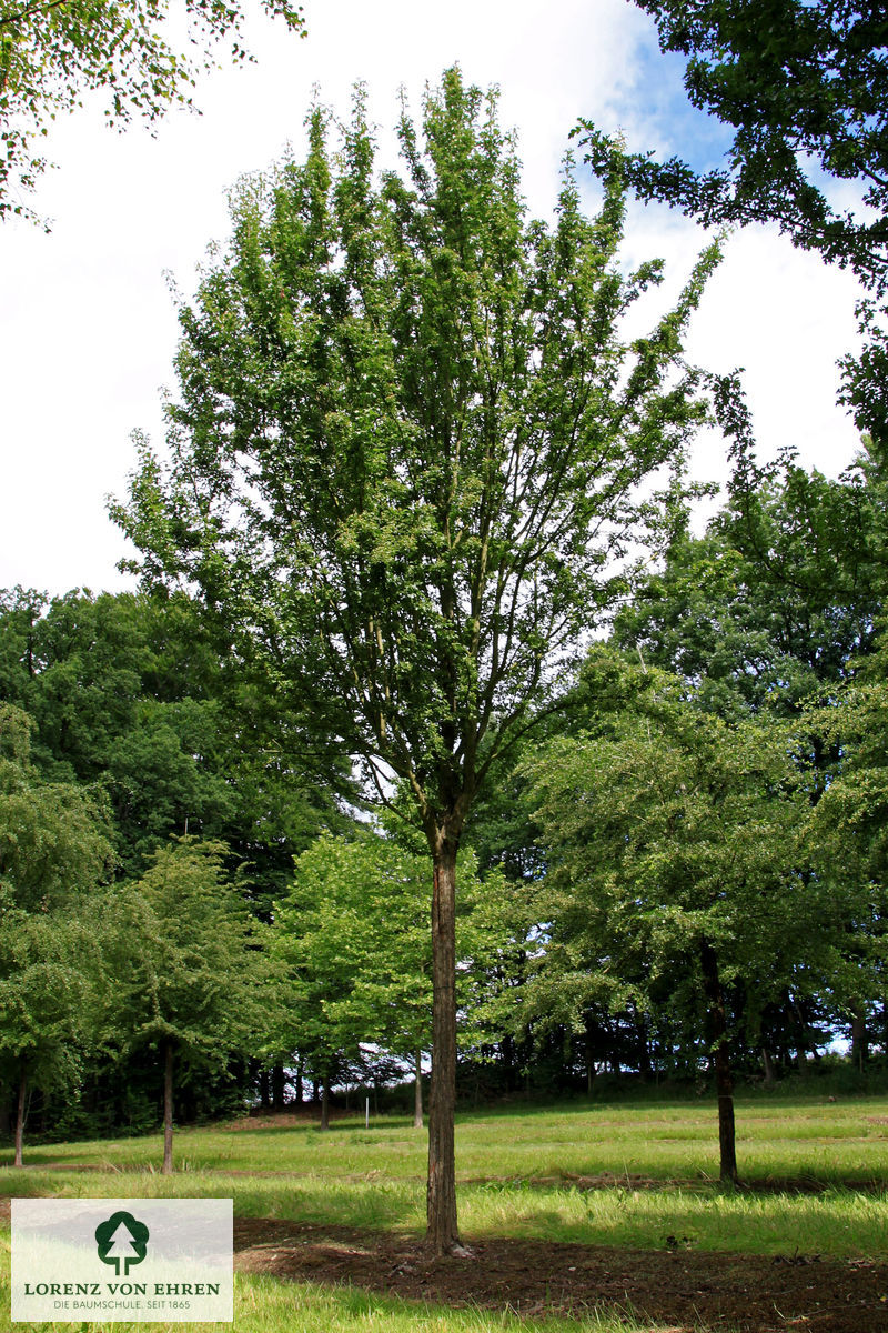 Crataegus monogyna 'Stricta' | Baumschule LvE