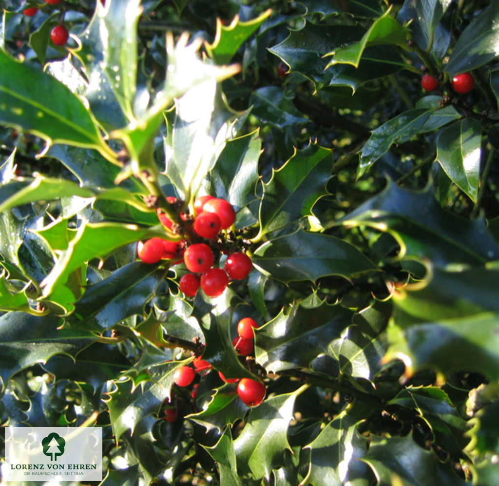 Ilex: Alle Sorten & Arten