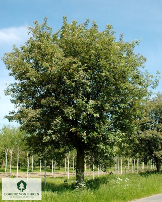Sorbus intermedia | Baumschule LvE