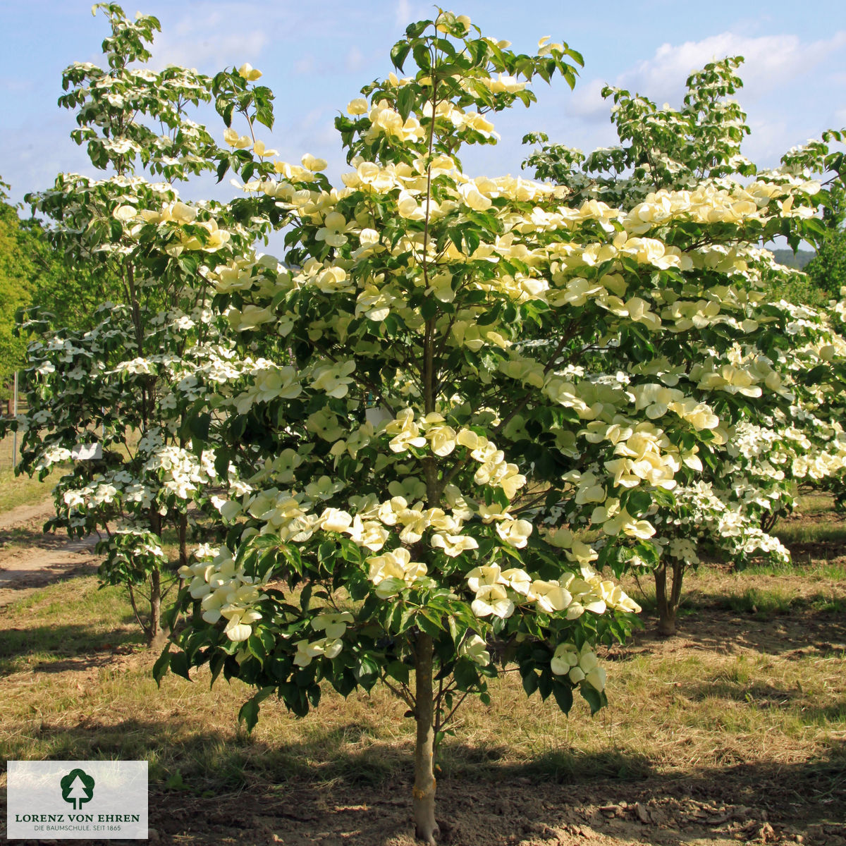 Cornus kousa 'Venus' -R- | Baumschule LvE