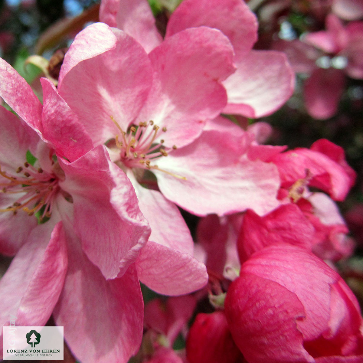 Malus 'Rudolph' II | Baumschule LvE